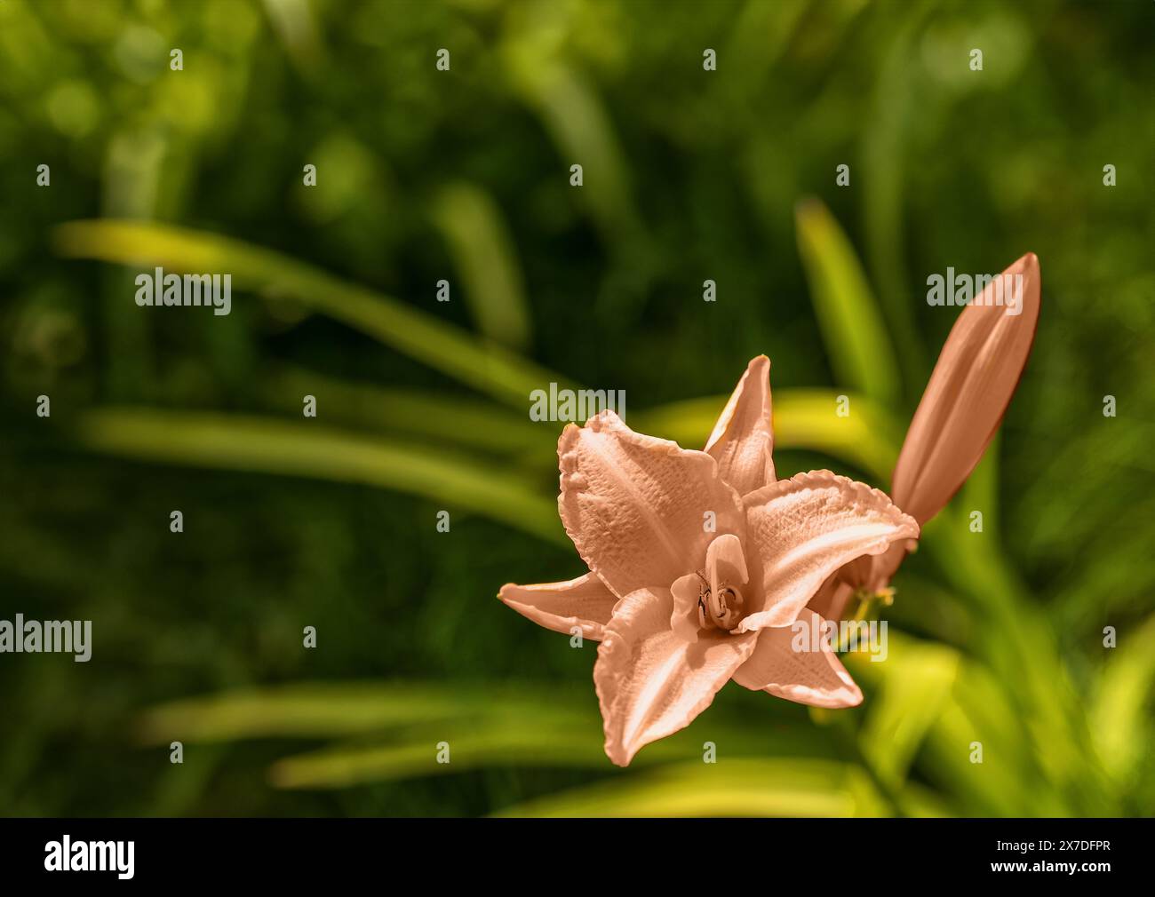 Lily Flower Toned Into Peach Fuzz Color Trendy Color Of 2024 Year