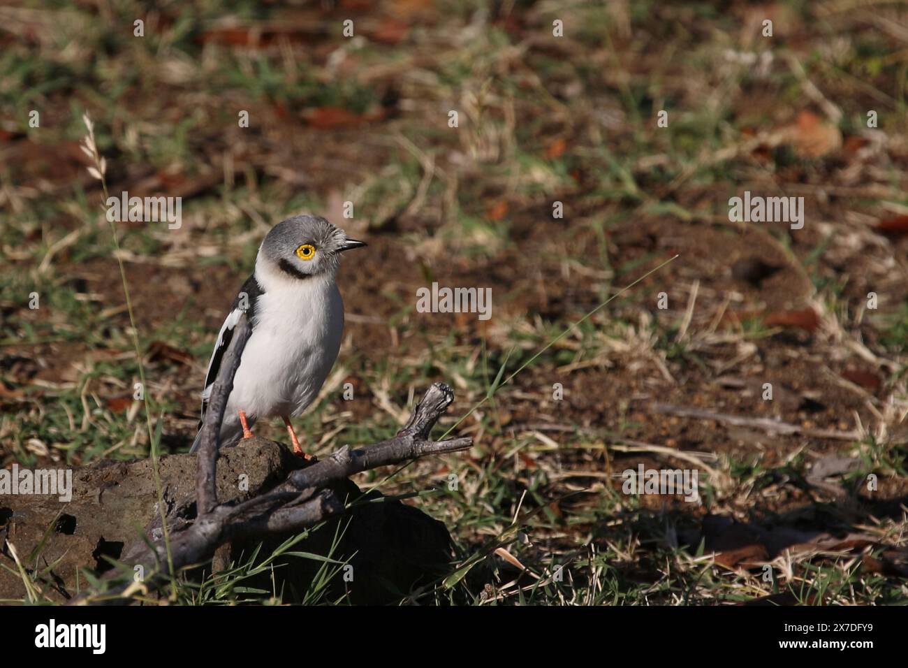 Weißschopf-Brillenwürger / White-crested helmet-shrike / Prionops ...