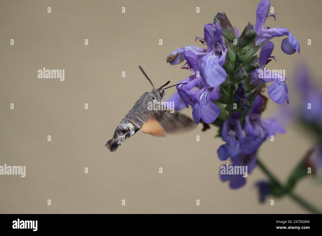Hummingbird-hawk-moth hovers in front of spanish Sage Stock Photo - Alamy