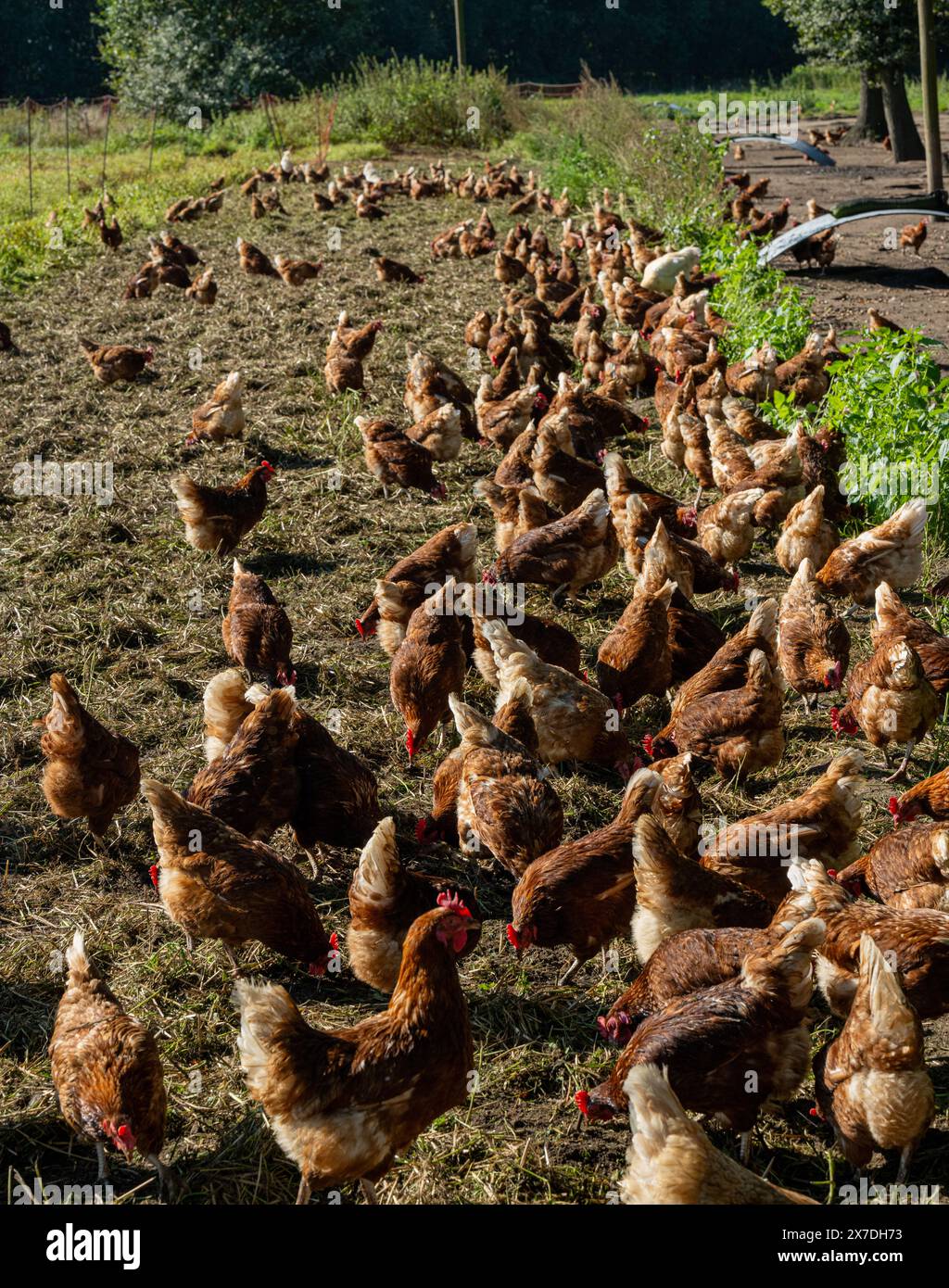 Free range organic chickens poultry in a country farm Rietberg, North ...