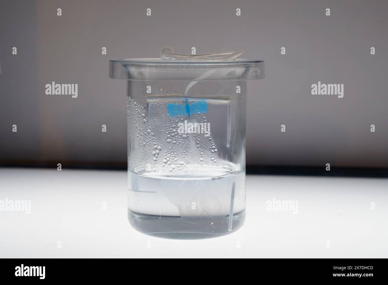 A discolored plant leaf observed in a test tube filled with liquid ...