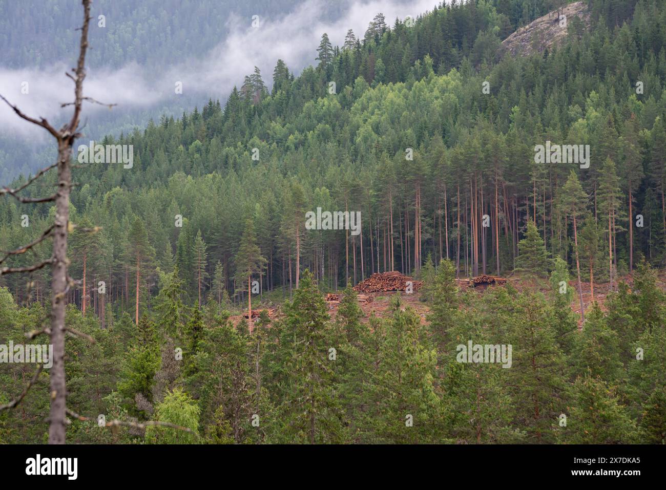 Norwegian Pine Woods