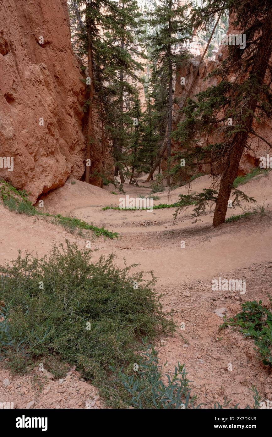 Sharp Switchbacks of Navajo Trail Down into Bryce Canyon Stock Photo ...