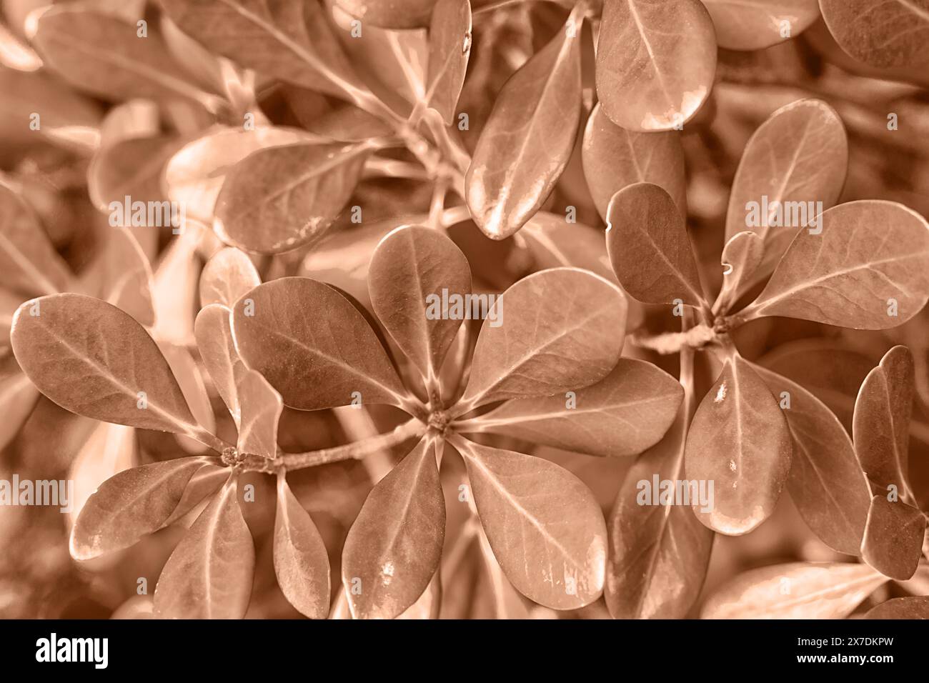 Abstract minimalism paper background of of apricot crush - the ...