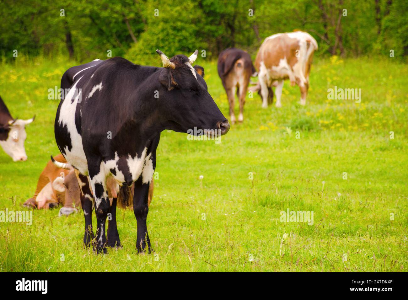 Pastoral pasture woods forest hi-res stock photography and images - Alamy