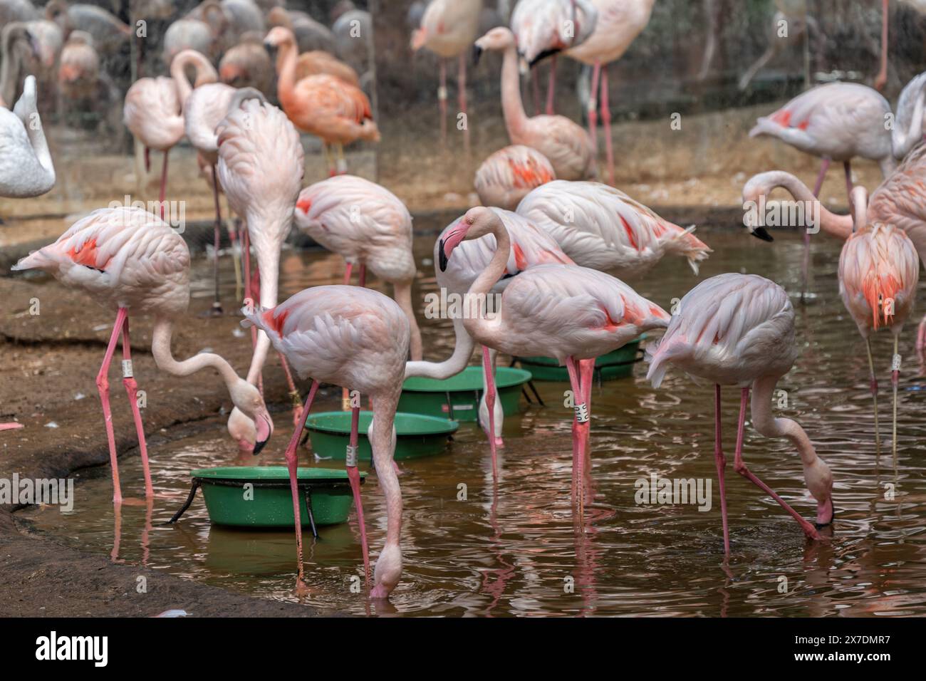 Flamingo in the bird park in Iguazu, Brazil Stock Photo - Alamy