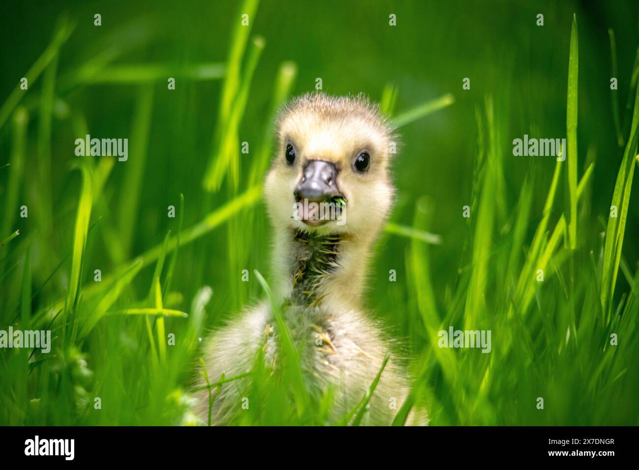 Gosling bird hi-res stock photography and images - Alamy