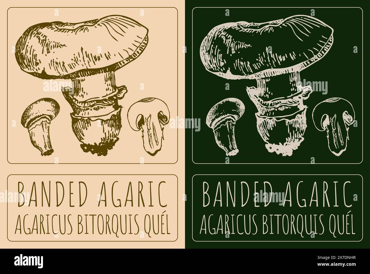 Banded cap Stock Vector Images - Alamy