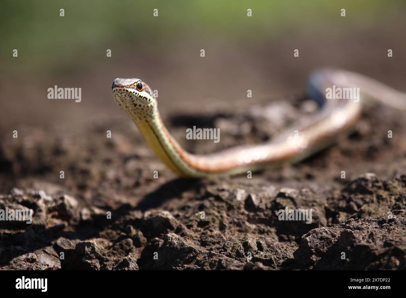 Yellow bellied sand snake hi-res stock photography and images - Alamy