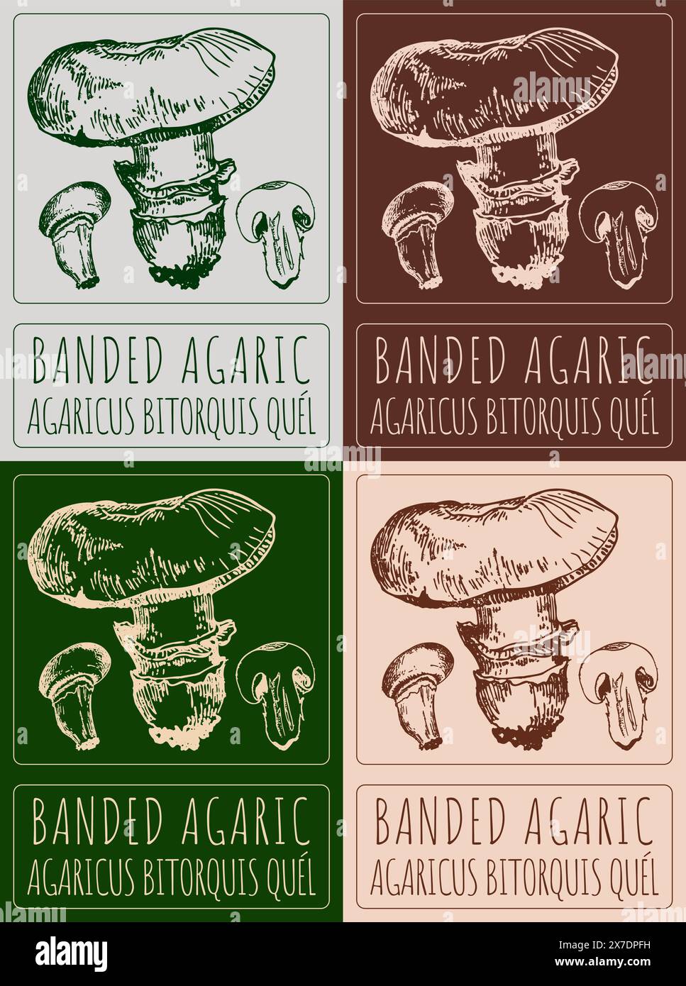 Set of vector drawing BANDED AGARIC in various colors. Hand drawn illustration. Latin name is ...