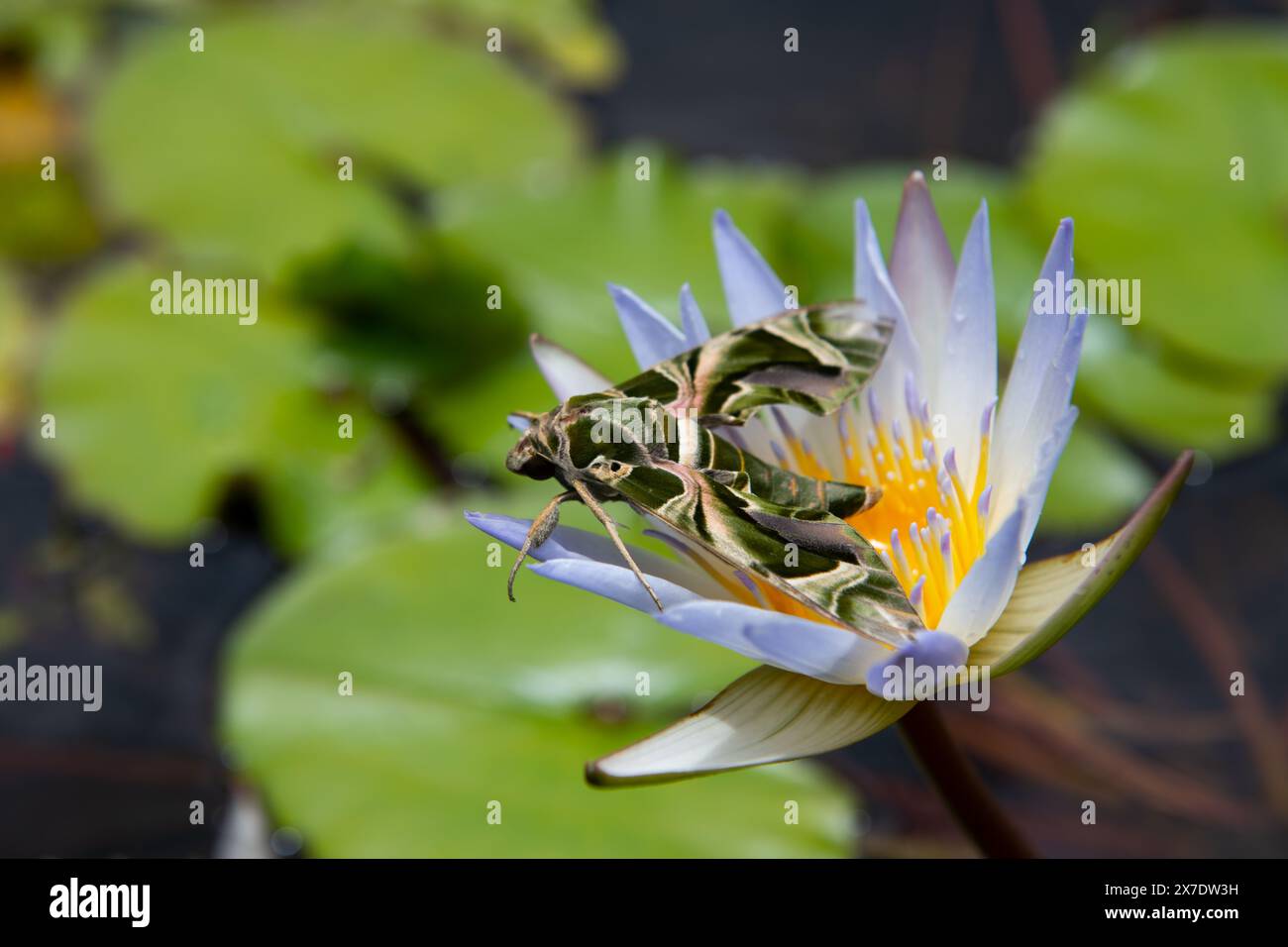 Butterfly Daphnis nerii on water-lily. Moth-Guard Month wraps up ...