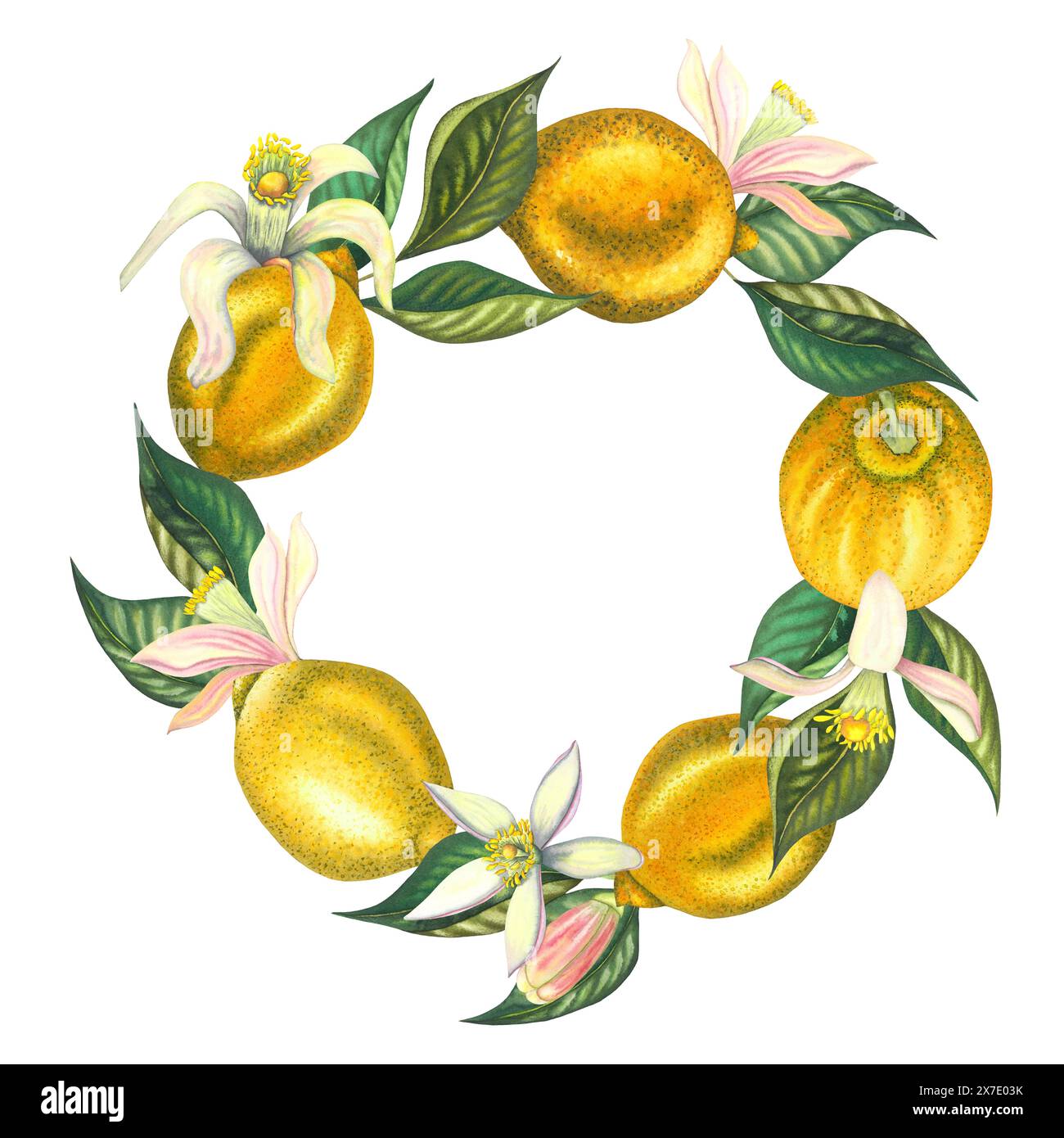 Watercolor lemon wreath, circle border frame of blooming lemons and ...