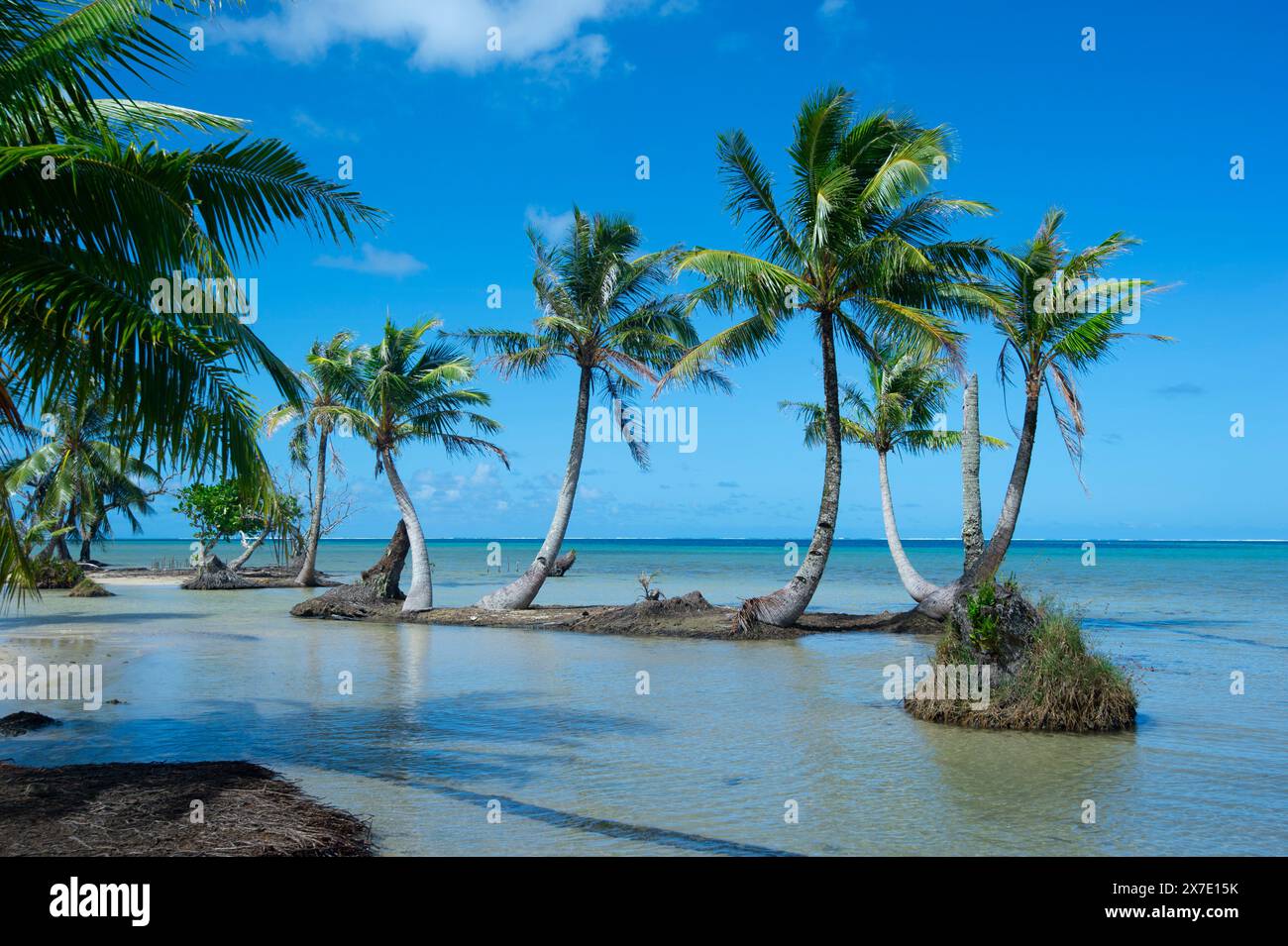 Palmtrees growing along a lagoon on Raiatea Island, Society Islands ...