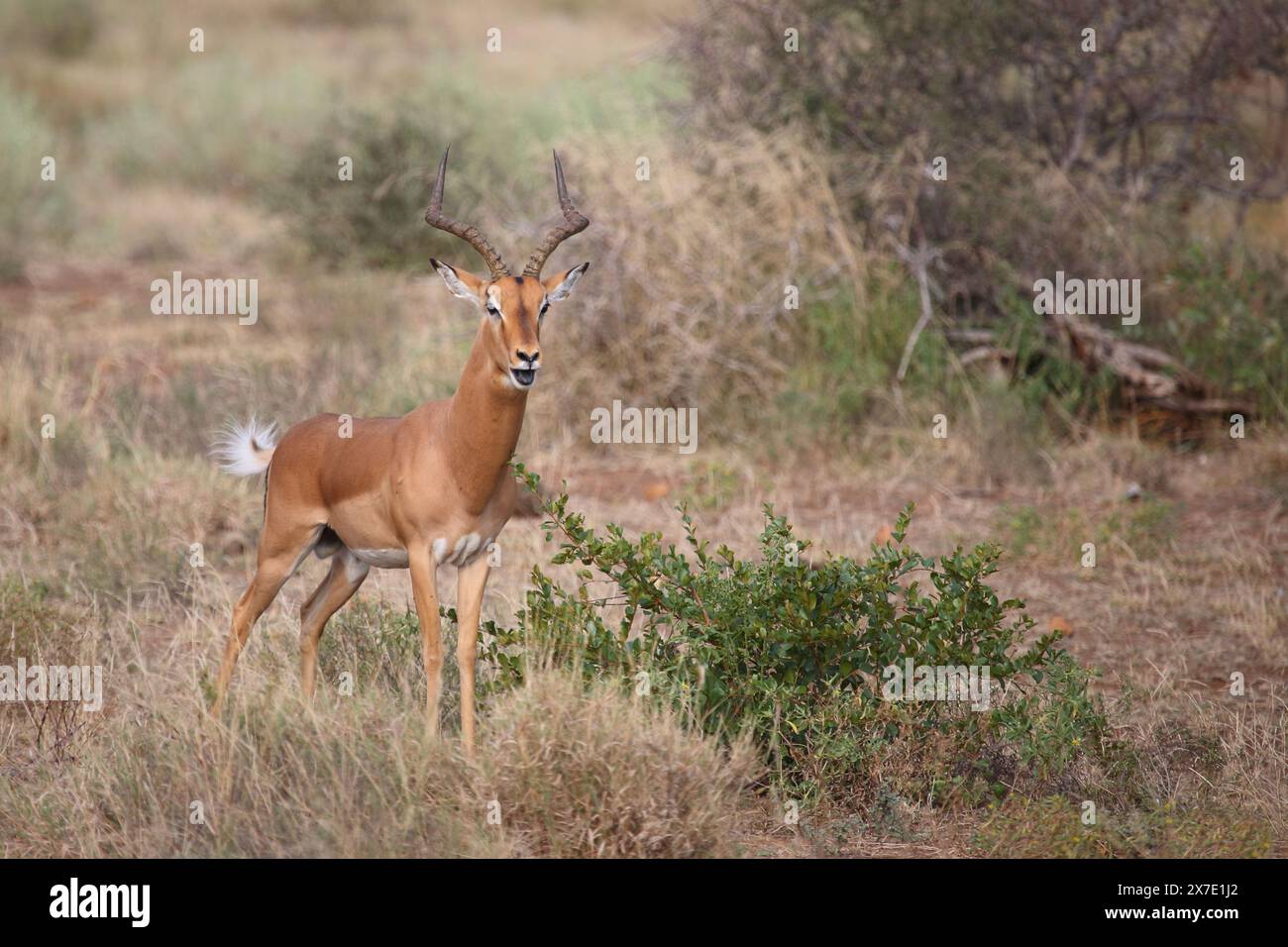 Schwarzfersenantilope / Impala / Aepyceros melampus Stock Photo - Alamy