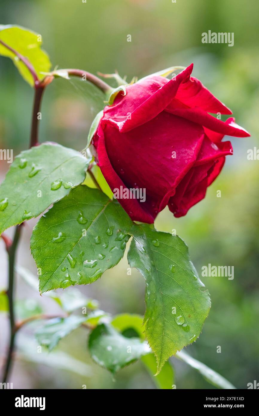 Am 16 mai hi-res stock photography and images - Alamy