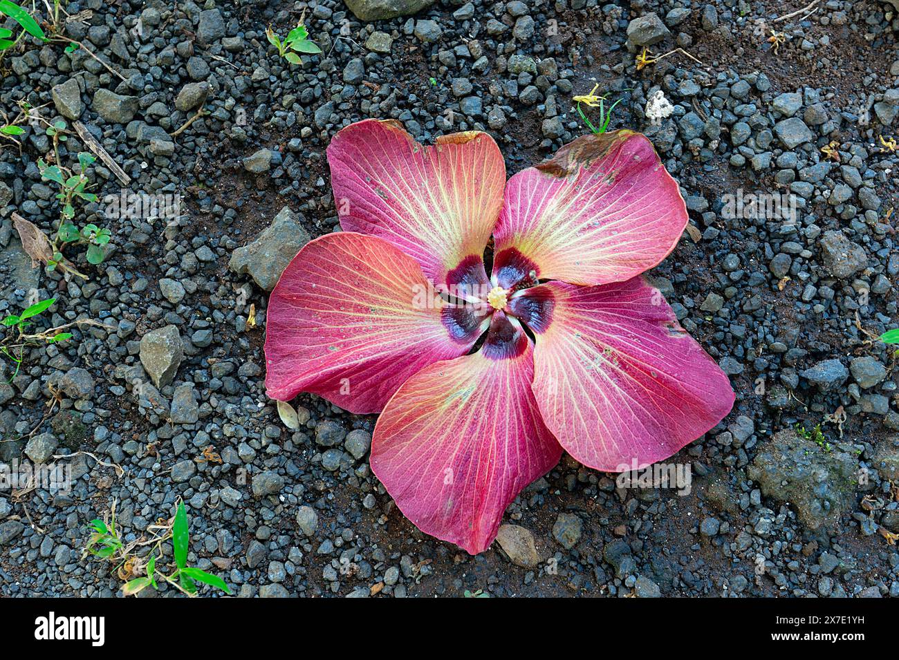Red Hibiscus flower at the Botanical Garden, Raiatea, Society Islands ...