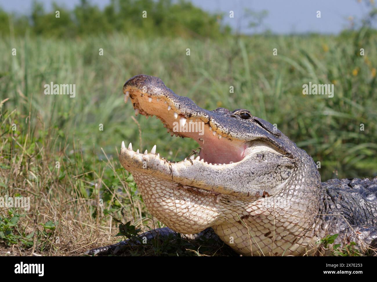 American alligator (Alligator mississippiensis) bellowing at the edge ...