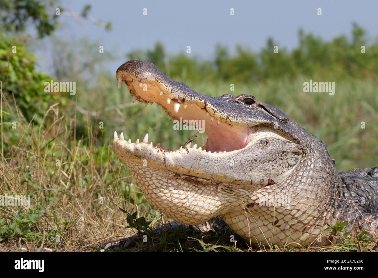 American alligator (Alligator mississippiensis) bellowing at the edge ...