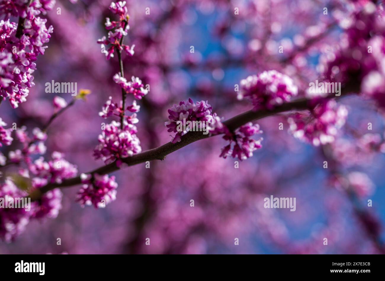 Tree in focus hi-res stock photography and images - Alamy