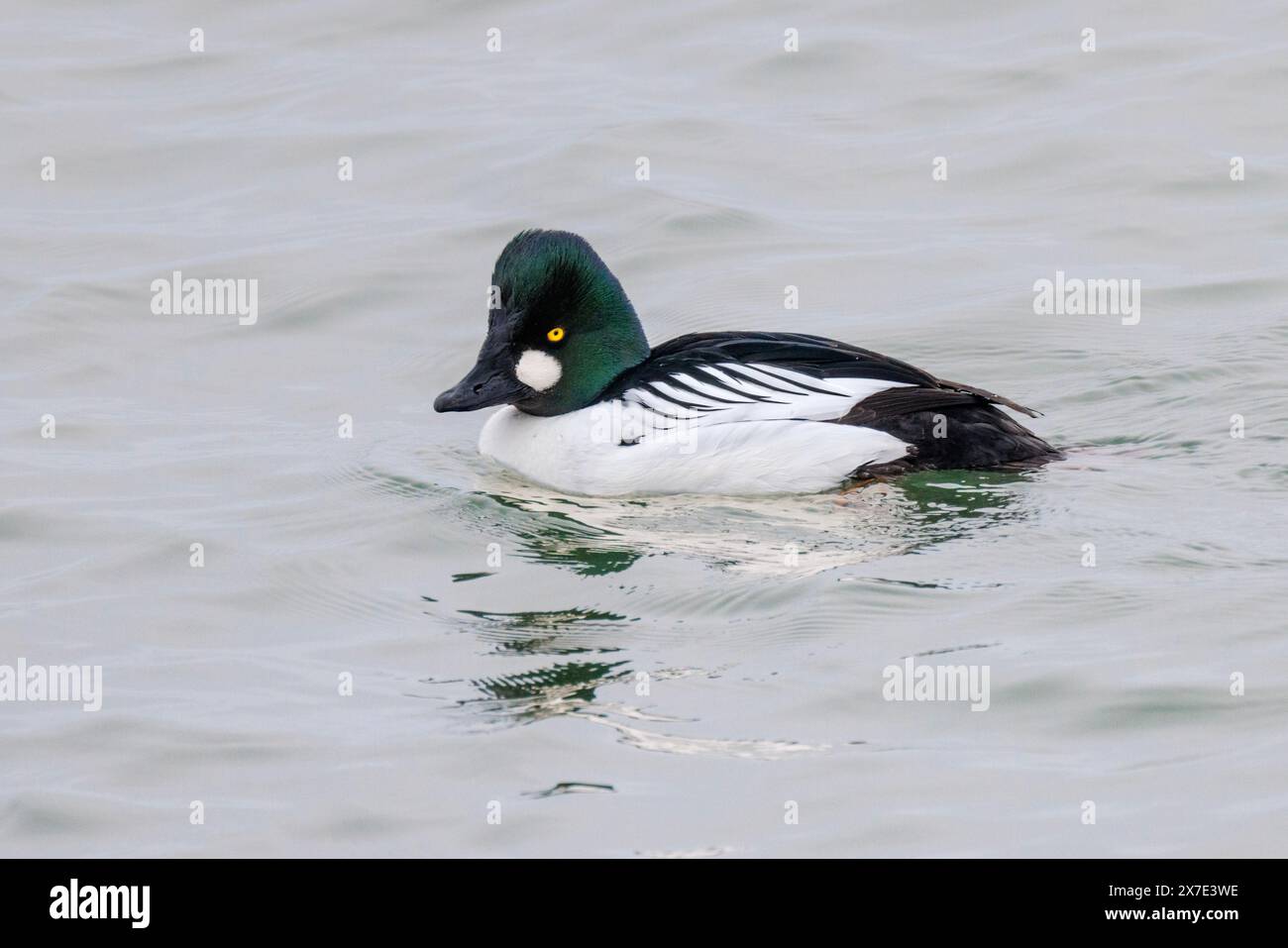 Common goldeneye duck bird at Vancouver BC Canada Stock Photo - Alamy