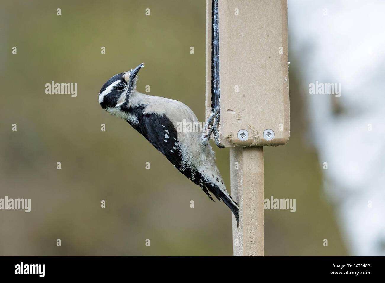 Female Downy woodpecker bird at Vancouver BC Canada Stock Photo - Alamy