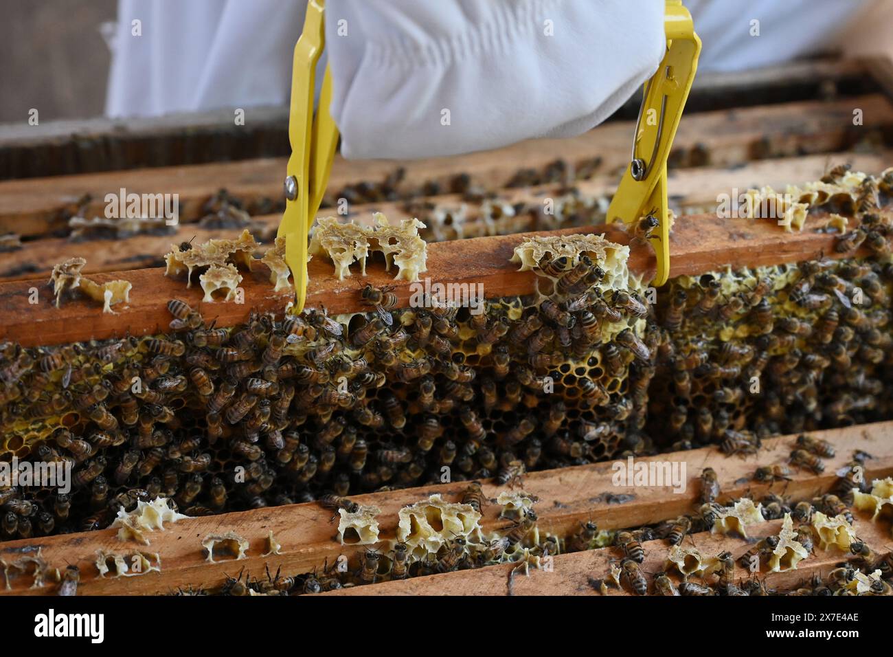 World bee day tijuana hi-res stock photography and images - Alamy
