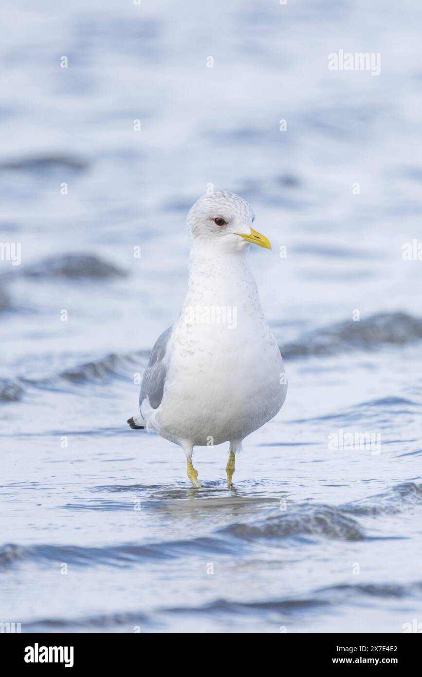 Short billed Gull bird at Vancouver BC Canada Stock Photo - Alamy