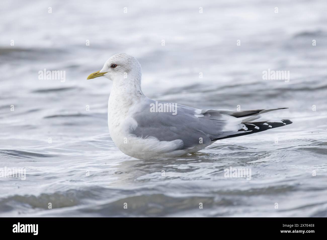 Mew Gull bird at Vancouver BC Canada Stock Photo - Alamy