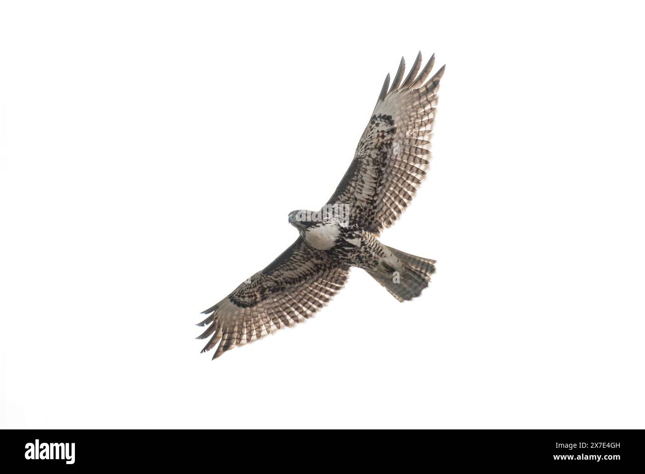 Red tailed hawk bird at Vancouver BC Canada Stock Photo - Alamy