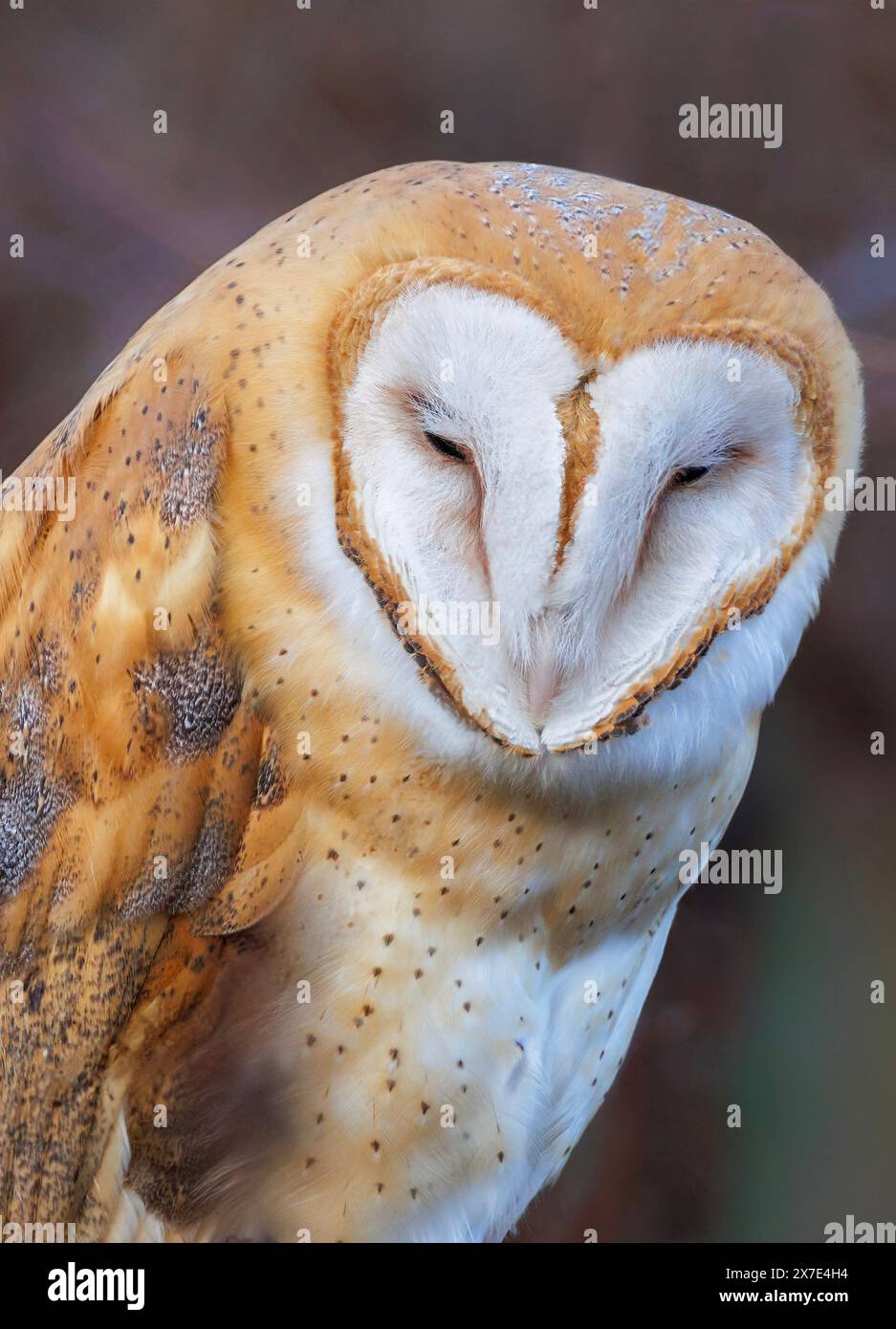 Vancouver owl hi-res stock photography and images - Alamy