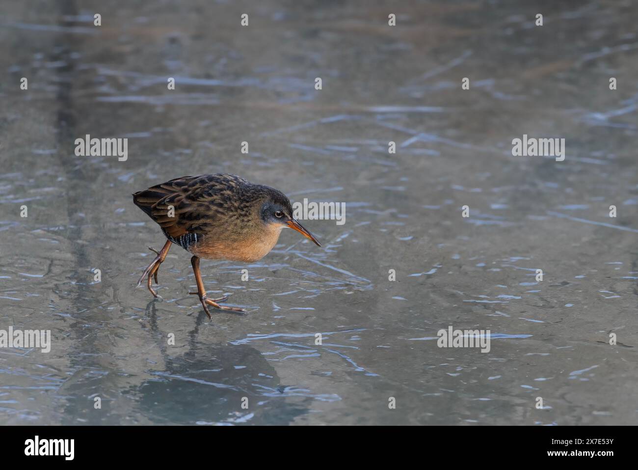 Rail bird hi-res stock photography and images - Alamy