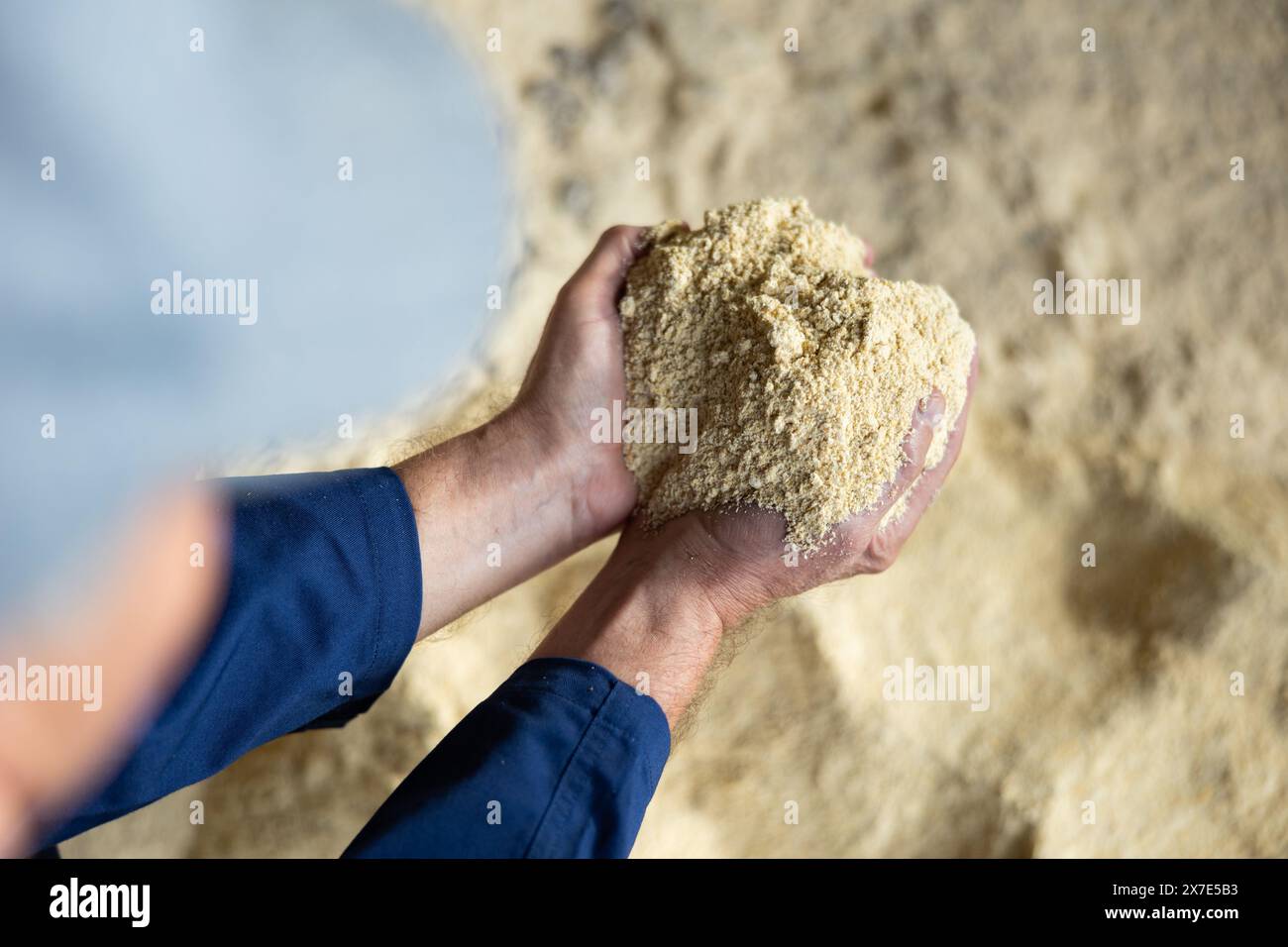 Close up of male farmer hands holding animal feed corn flour in farm ...