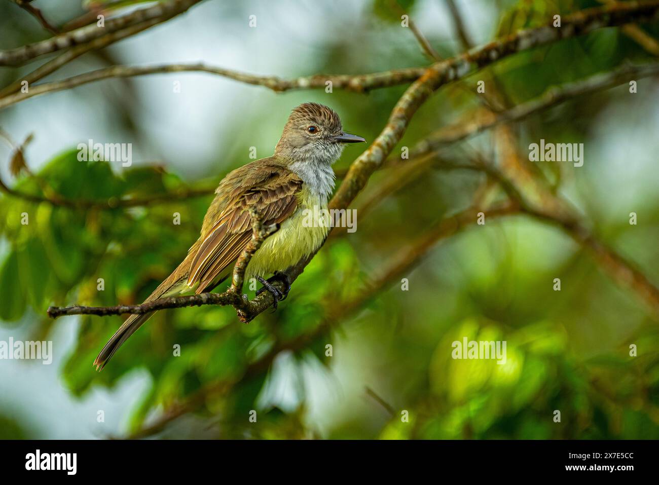 Yellow tailed flycatcher hi-res stock photography and images - Alamy