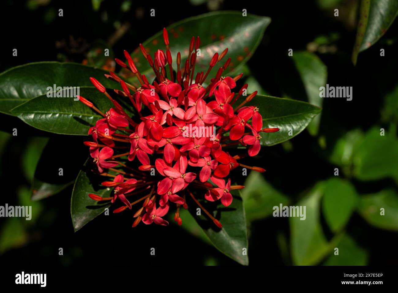 Ixora, West Indian Jasmine red flower with green background Stock Photo ...
