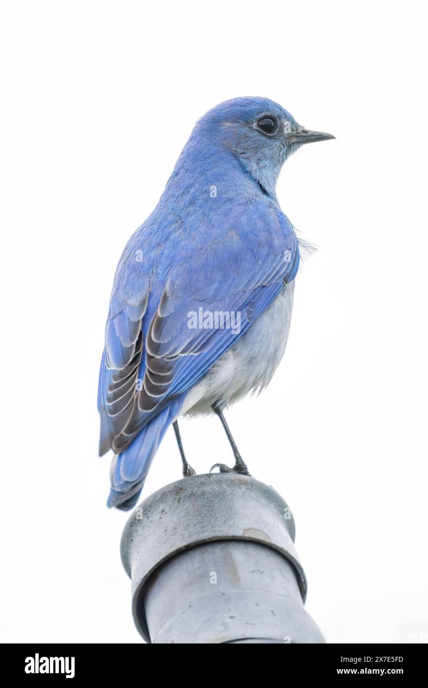 North american mountain bluebird hi-res stock photography and images ...