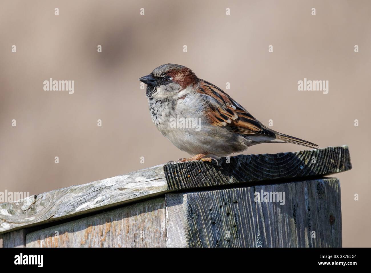 American house sparrow hi-res stock photography and images - Alamy