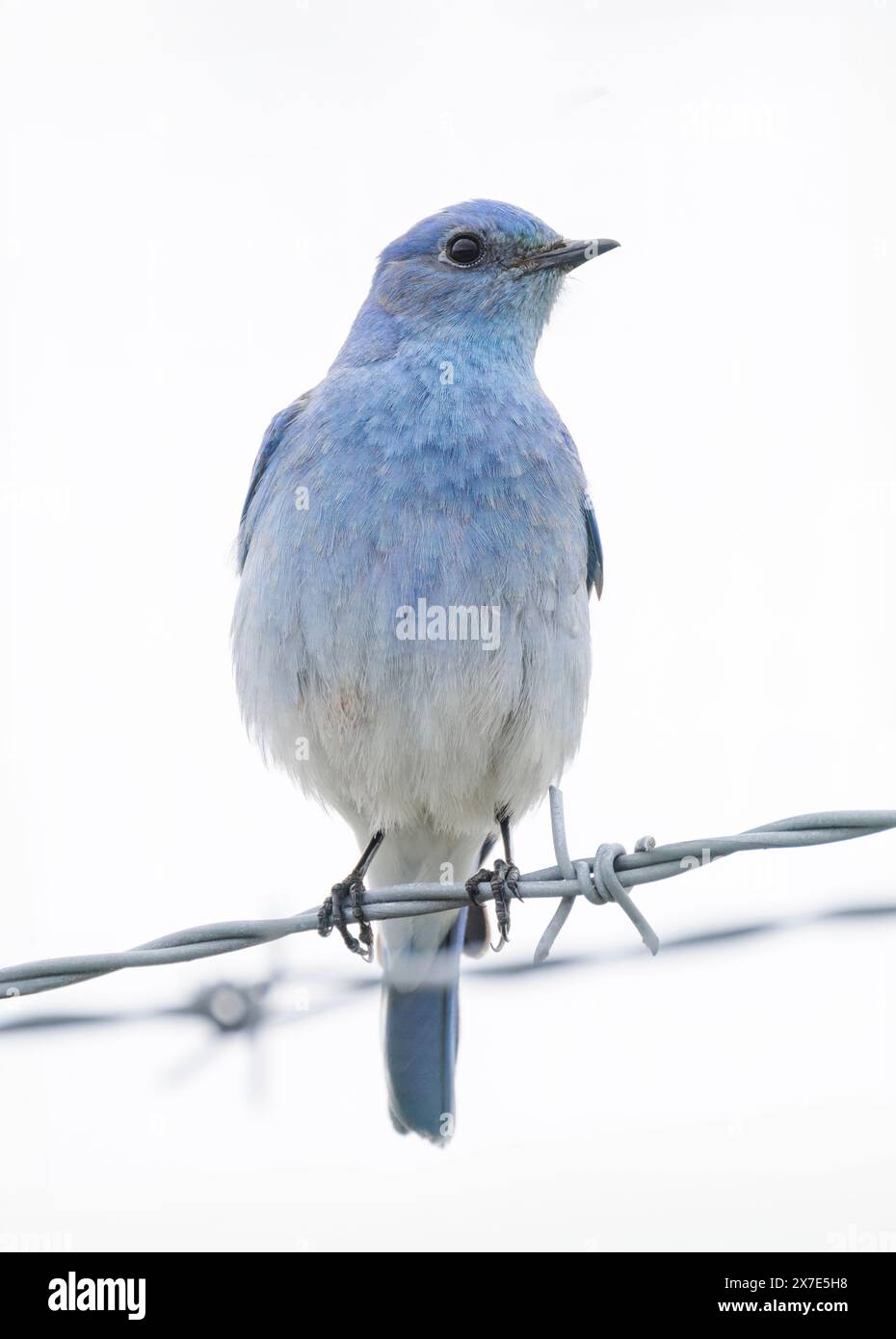 American mountain bluebird hi-res stock photography and images - Alamy