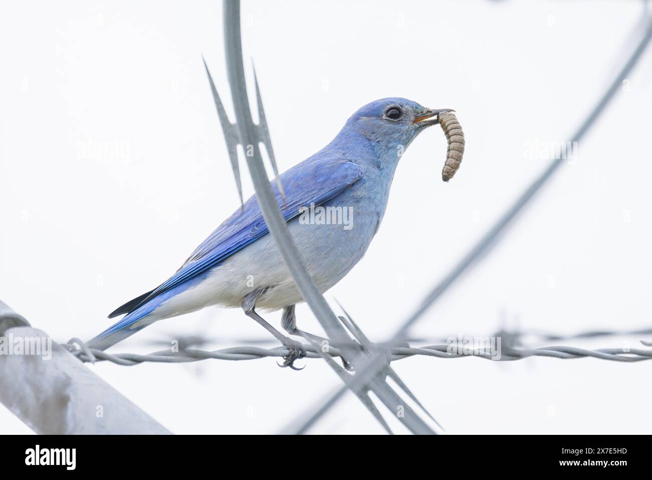 North american mountain bluebird hi-res stock photography and images ...