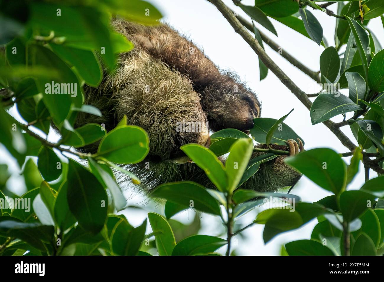Brown throated 3 toed sloth with baby eating leaves Stock Photo - Alamy