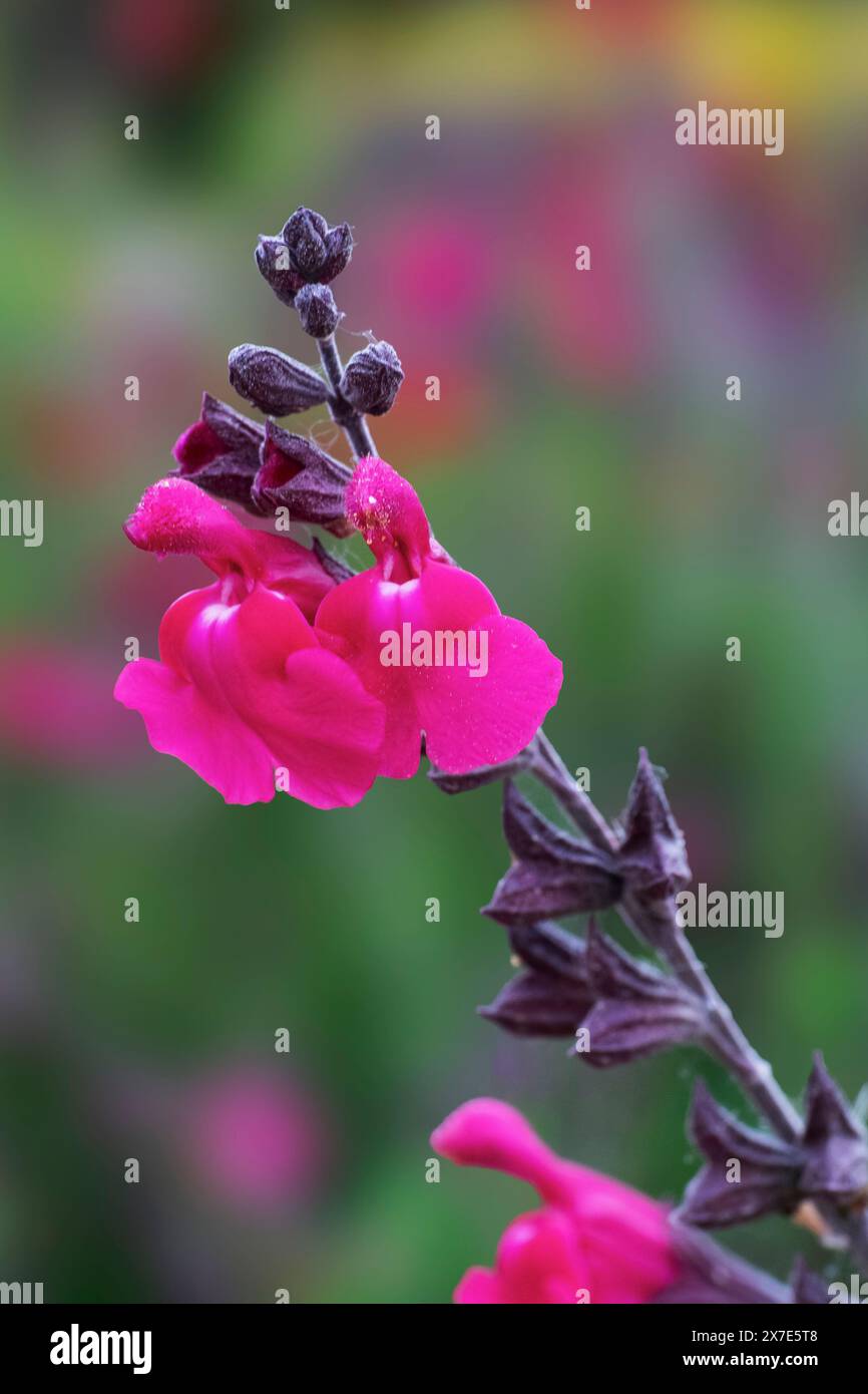 Baby sage flowers hi-res stock photography and images - Alamy