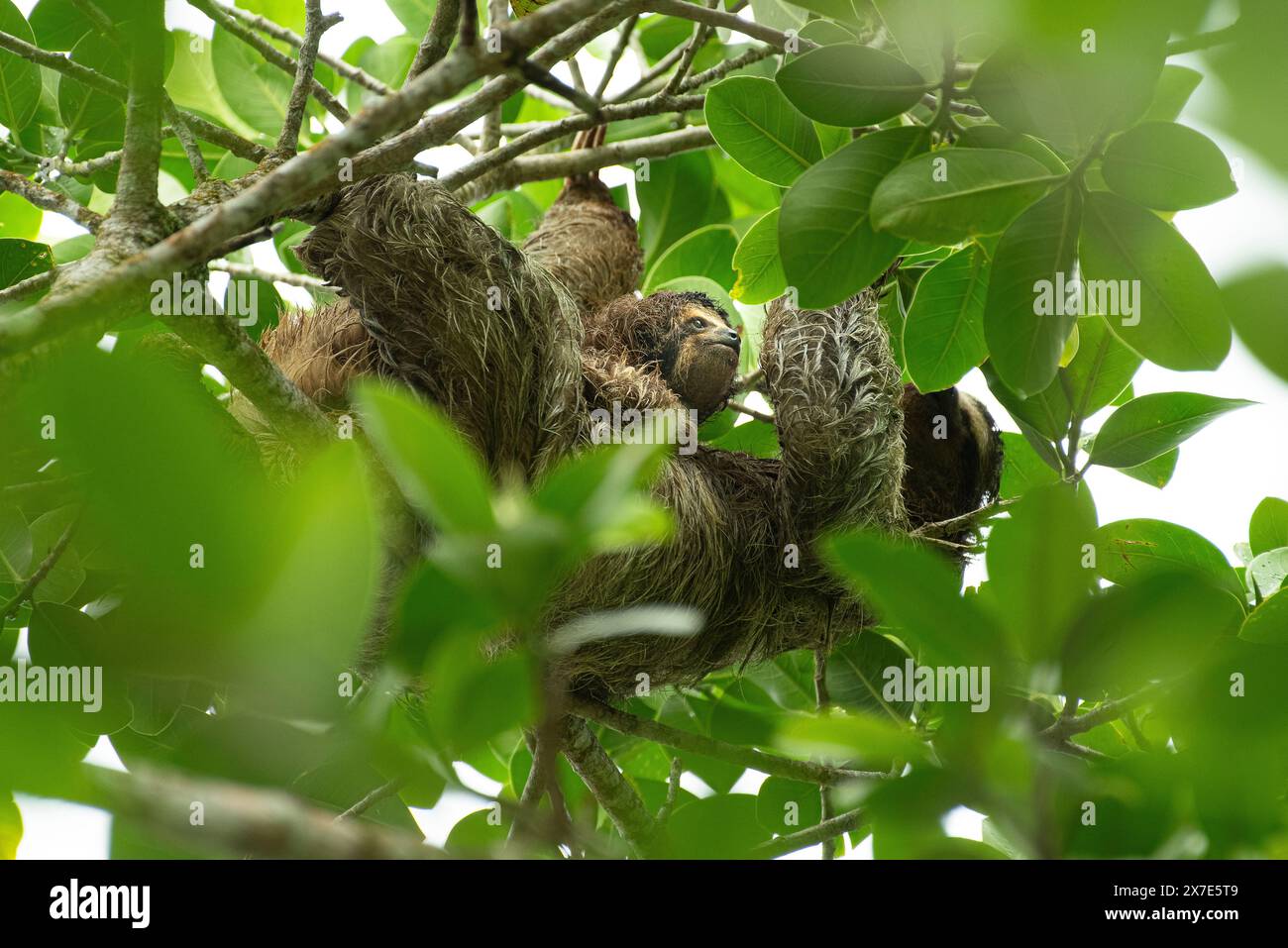 Brown throated 3 toed sloth with baby eating leaves Stock Photo - Alamy