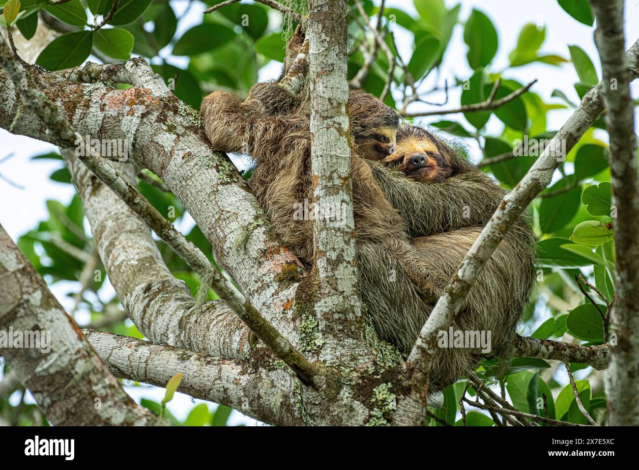 Brown throated 3 toed sloth with baby Stock Photo - Alamy
