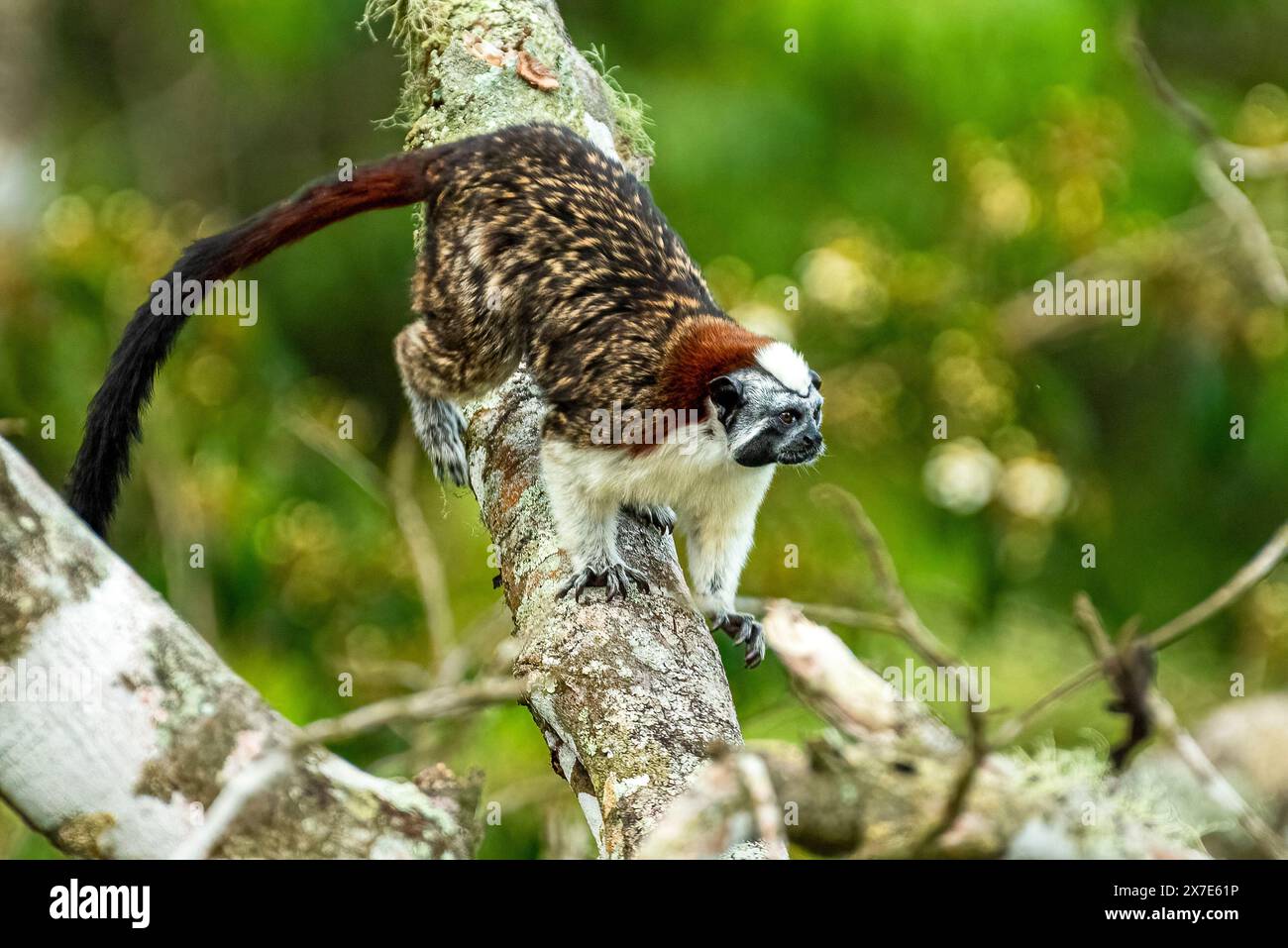 Geoffroy's tamarin (Saguinus geoffroyi), also known as the Panamanian ...