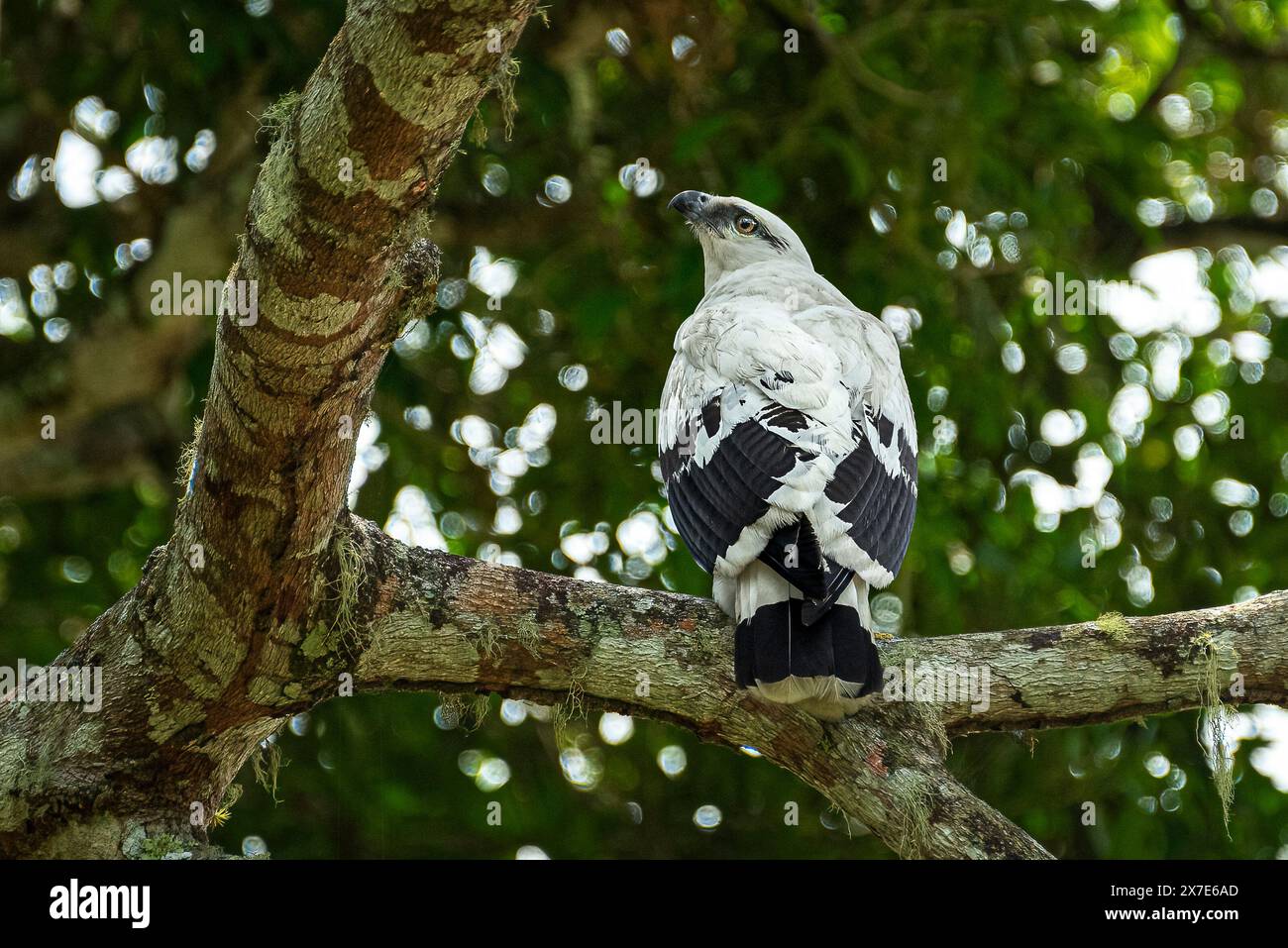 White Hawk, Pseudastur albicollis), is a bird of prey here seen perched ...