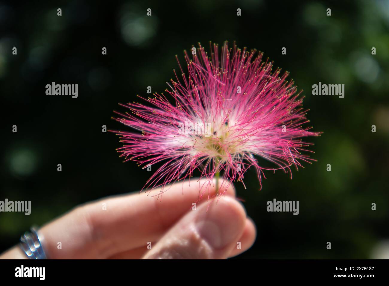 Flowering Albizia julibrissin, Persian silk pink fluffy flower in ...