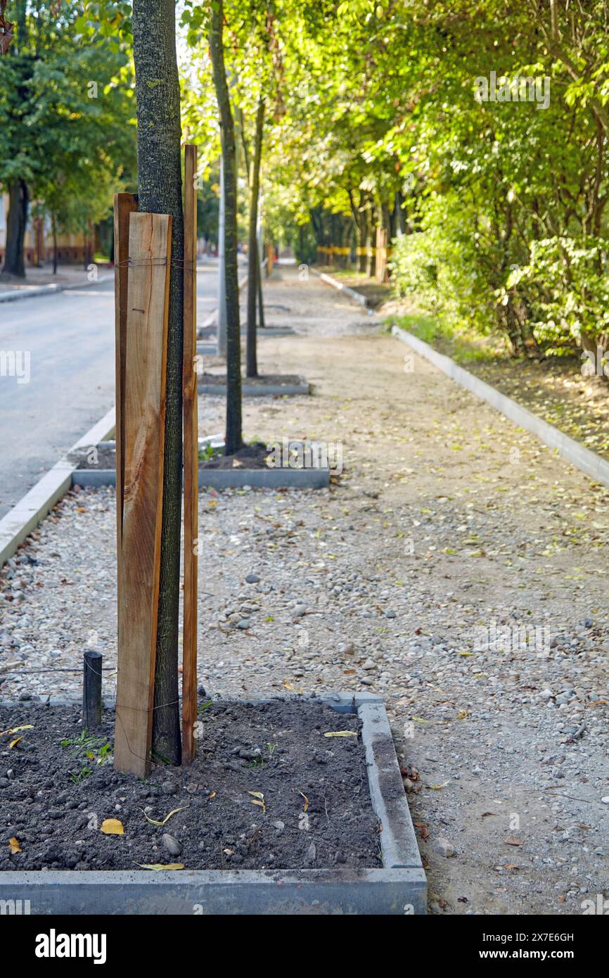 Protective fencing for trees during road repair work. Preservation of ...