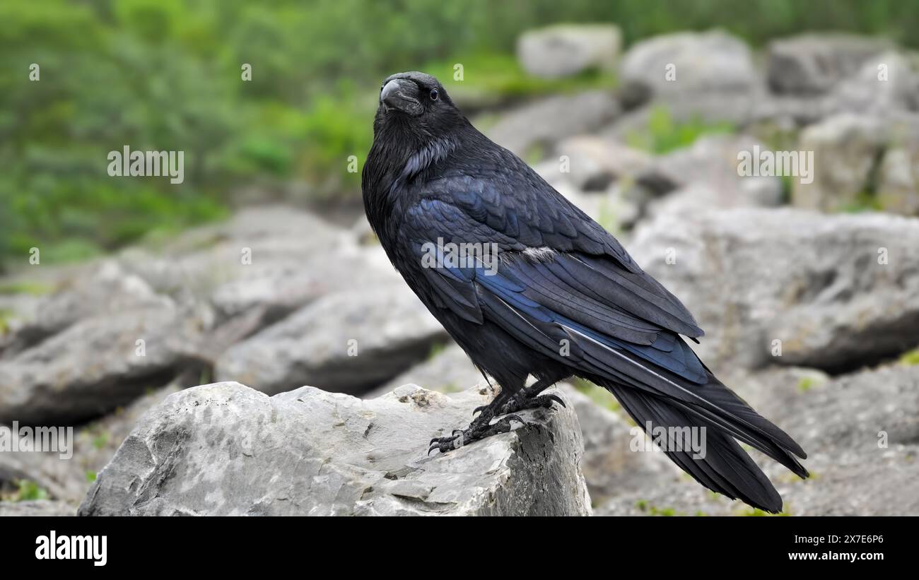 Common raven crow sitting on hi-res stock photography and images - Alamy