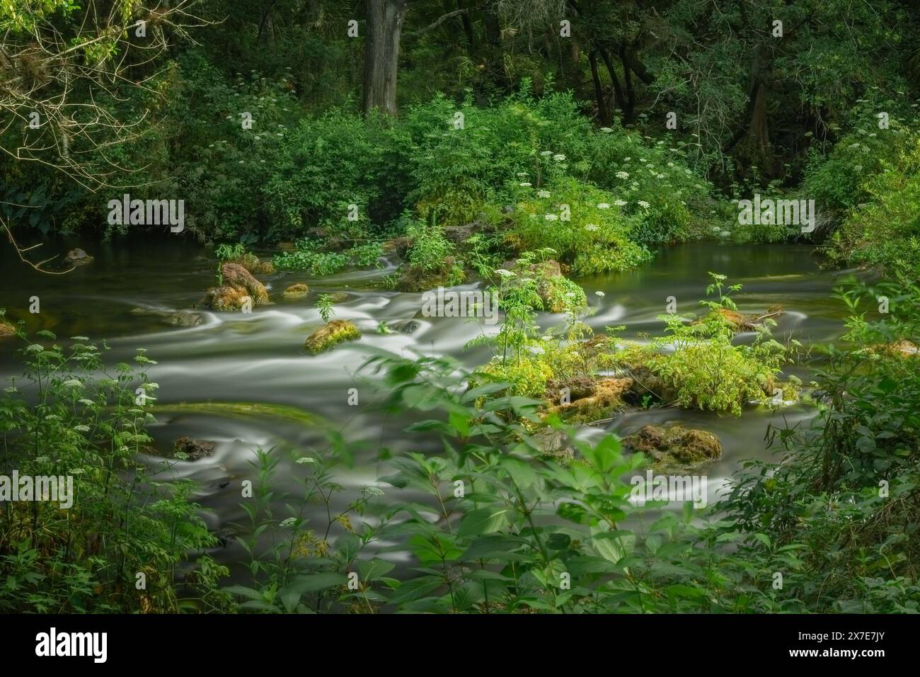 Hillsborough River State Park Tampa Florida beautiful scenic tree ...