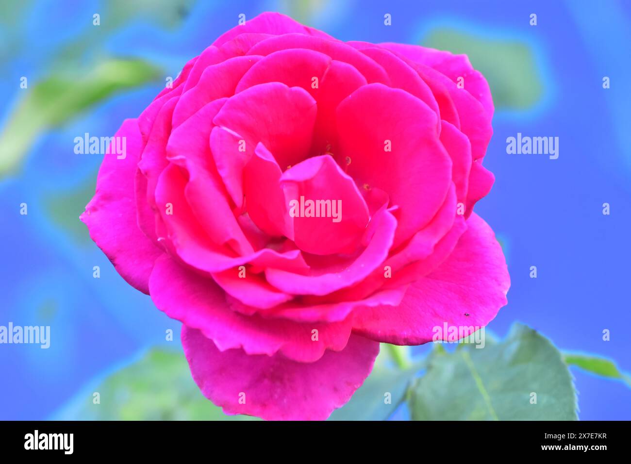 Rose do brazil hi-res stock photography and images - Alamy