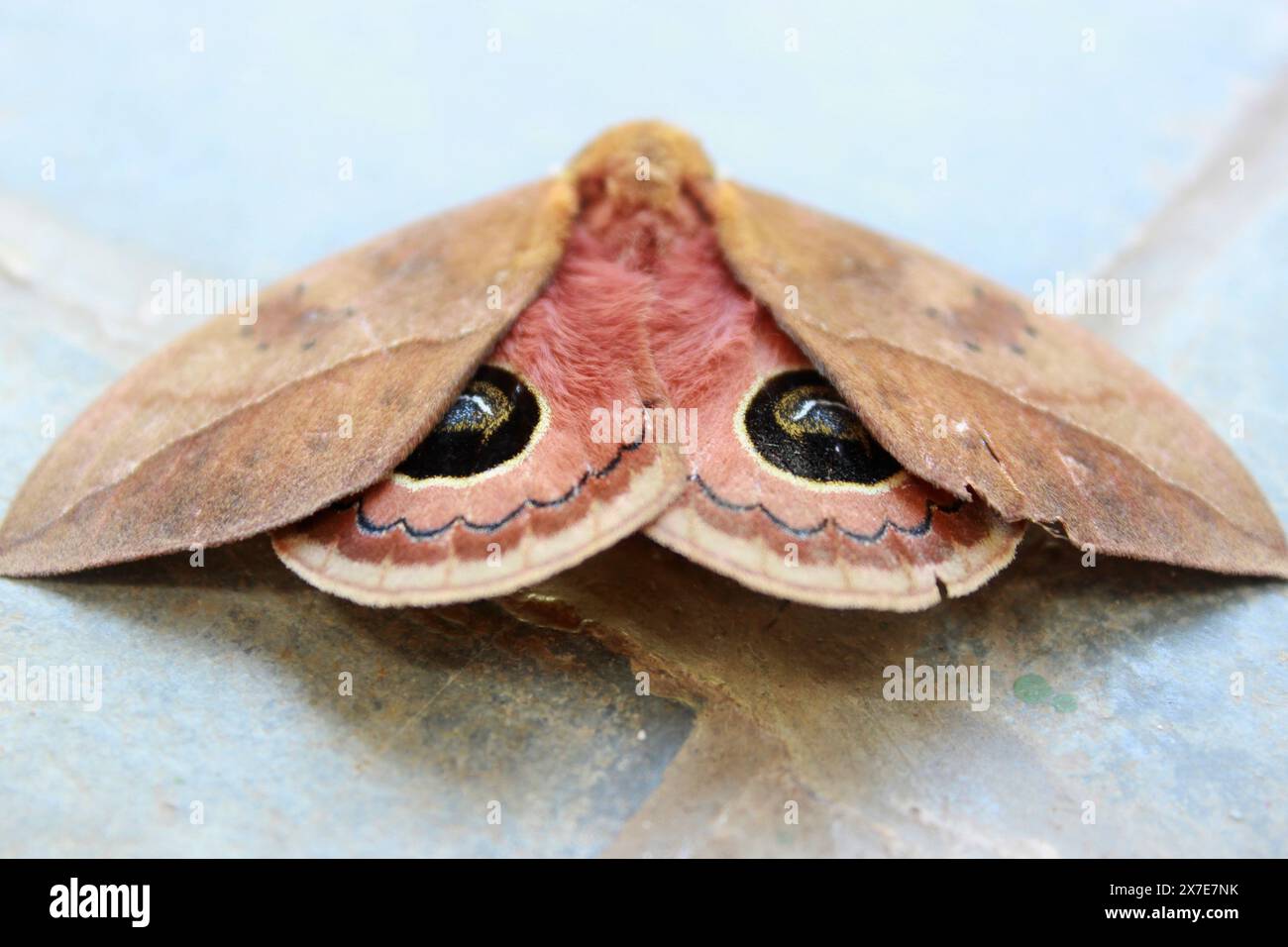 Peacock Eye Moth, Pseudautomeris luteata, of the order Lepidoptera, superfamily Bombicoidea ...